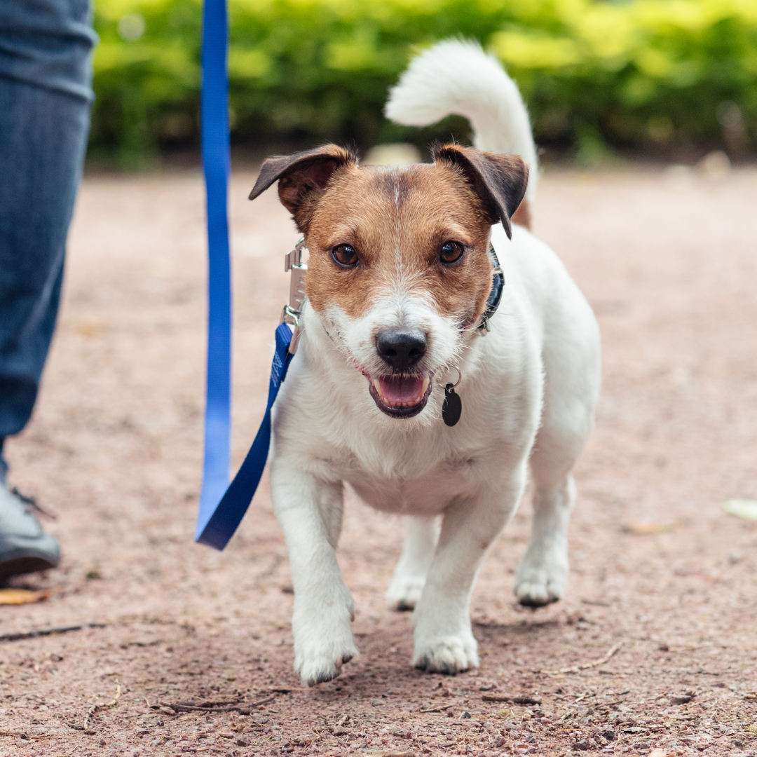 Pet Laws - Be Dallas 90