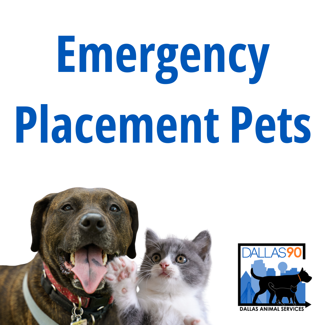 Adoptable Pets - Be Dallas 90
