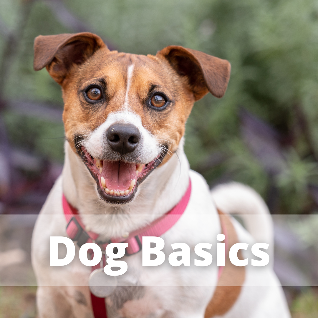 Adoption Resource Library - Be Dallas 90