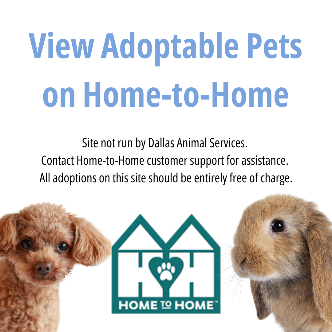 Adoptable Pets - Be Dallas 90