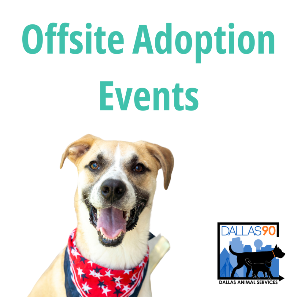 Adoptable Pets - Be Dallas 90